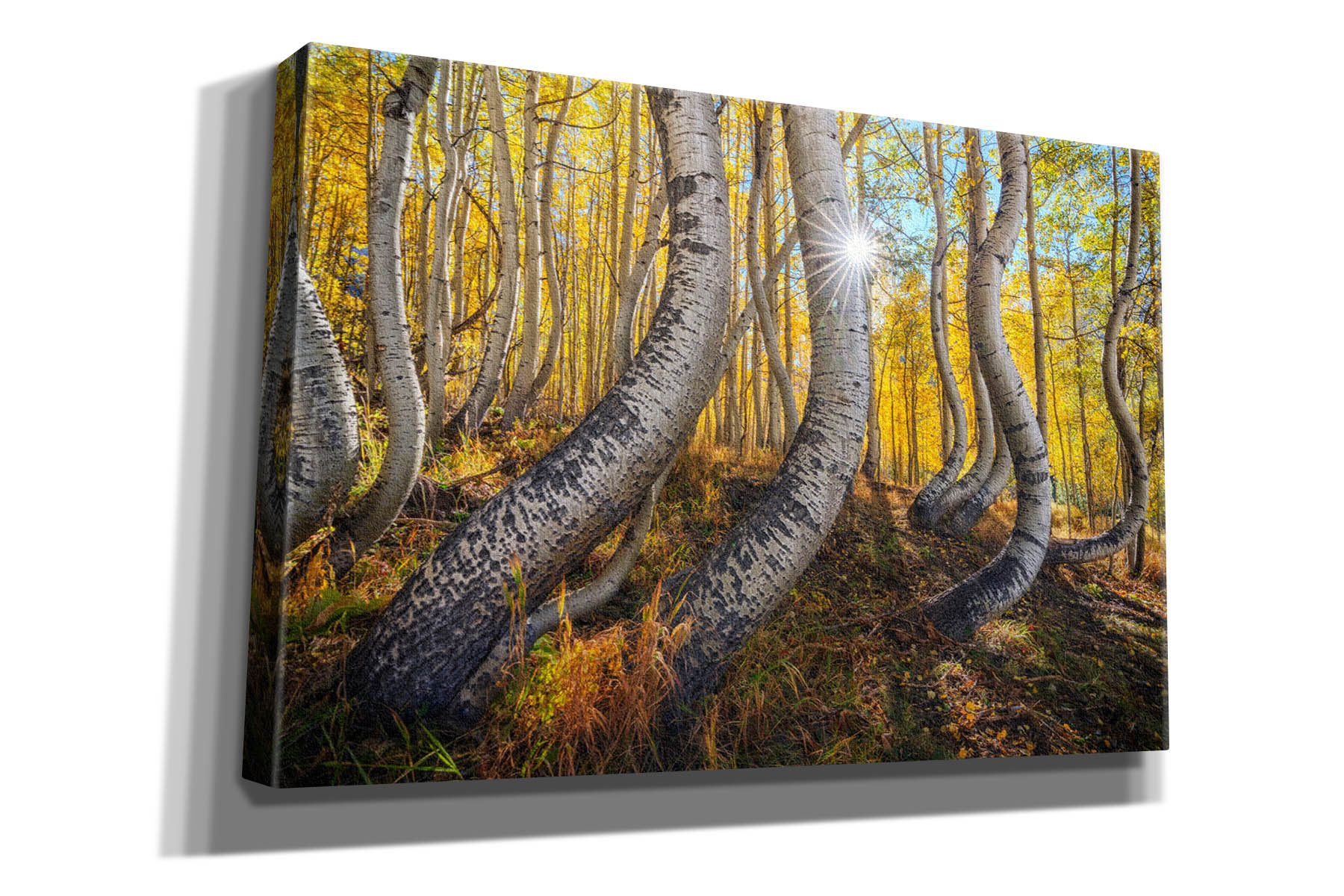 Millwood Pines Dance Of The Aspens On Canvas by Rick Berk Print | Wayfair